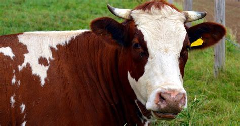 Acute Ruminal Impaction In Cattle