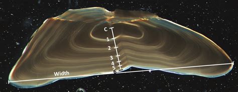 Image Of A Transverse Section Of An Otolith Of A 6 Year Old Cod Taken Download Scientific