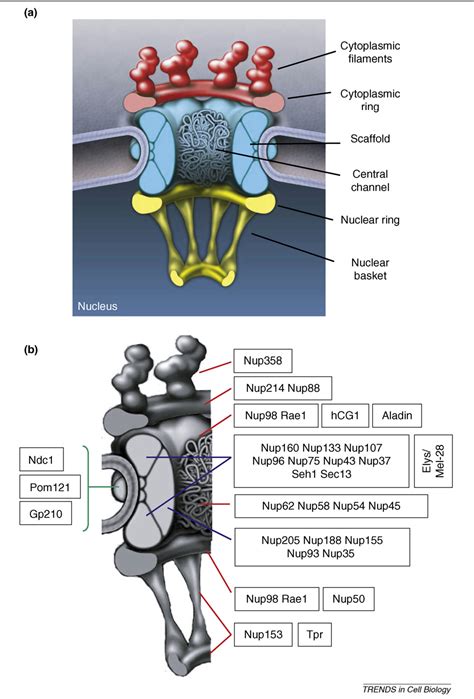Pdf Structure Dynamics And Function Of Nuclear Pore Complexes