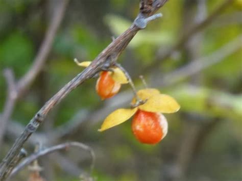 ツルウメモドキ 花好きシニアの日記