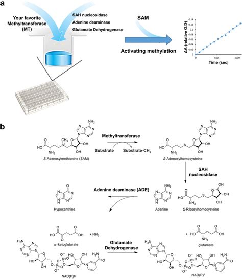 General Diagram For The Continuous Coupled Assay For Mts Activity A In