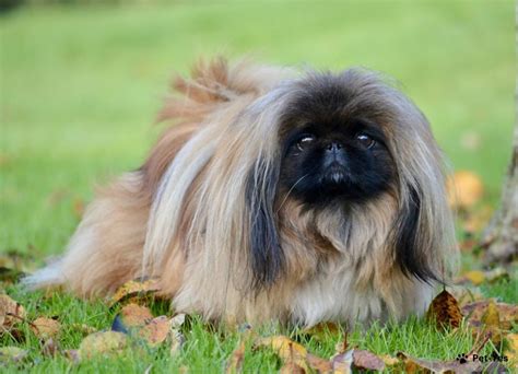 Декоративные породы собак русские породы названия и фото