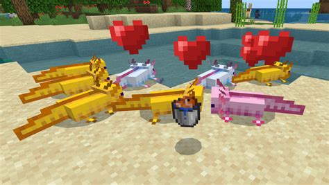 How To Get A Blue Axolotl In Minecraft ScalaCube