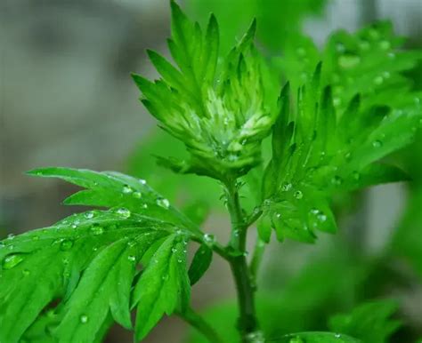 端午挂艾草牢记3个忌讳1不采2不挂3讲究有啥说法 知乎