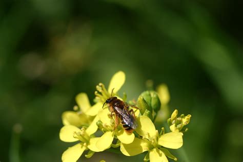 Surprising Diversity Of Insect Pollinators Supported By Native Plants · Plant And Food Research