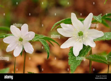 Wood Anemone Anemone Trifolia Stock Photo Alamy