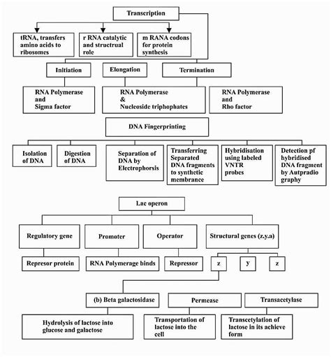 Class 12th Biology Chapter 6 Molecular Basis Of Inheritance Ncert Quick Revision Notes For Neet