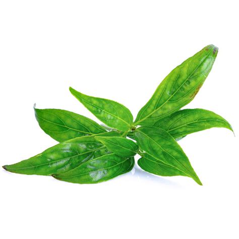 Daun Sambiloto Krokot Andrographis Paniculata 9 Yayasan Mqis