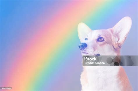 무지개 배경에 웨일스 어 코기 강아지의 클로즈업 초상화 레인보우 브릿지 현충일 개와 무지개 개에 대한 스톡 사진 및 기타 이미지 Istock