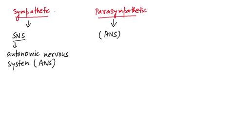 Solved The Preganglionic And Ganglionic Neurons Are Missing From The Diagram Below Showing The