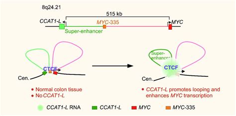 Multiple Enhancers Form Long Range Chromatin Loops With The Myc