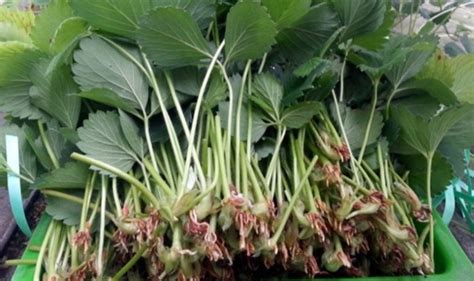 딸기 육묘에 관해 51 삽목육묘 네이버 블로그