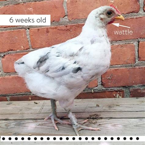 How To Sex A Chicken The Art Of Doing Stuff