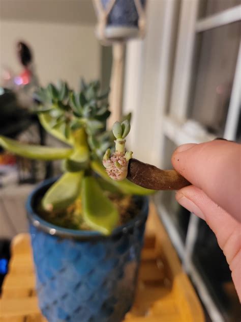 Succulent Propagation Success Rmildlyinteresting