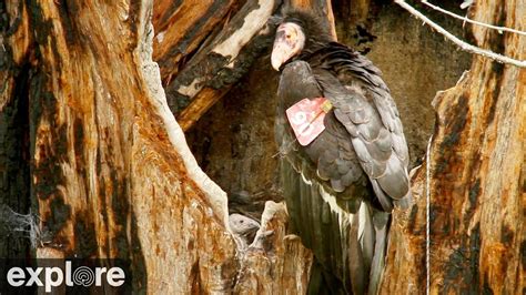 Where Do Condors Nest