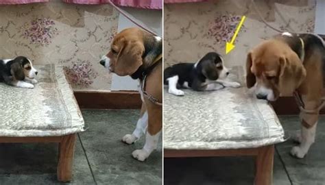 침대 위에서 아빠한테 겁도 없이 따박 따박 말대꾸하는 중인 개딸 아기 강아지