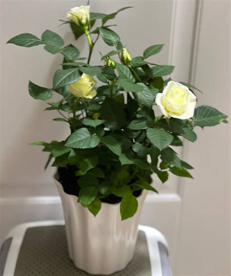 Барын ЦАГААН САРНАЙ голланд сорт том цэцэгтэй ҮНЭ 35К Сарнай нь хайр хүндлэл хүсэл