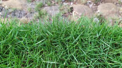 How To Grow And Care For Zoysia Grass Lawns Easily