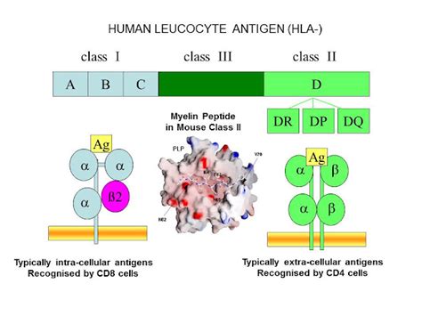 Multiple Sclerosis Research Education What Is The HLA
