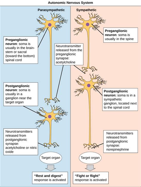 The Peripheral Nervous System Biology For Majors Ii