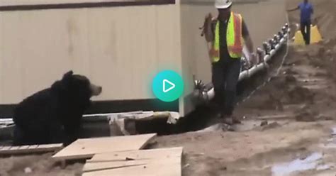 Escaping Near Death  On Imgur