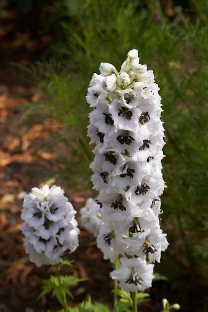 Premium Photo Alpine Delphinium Delphinium Elatum L Flowering In East Grinstead
