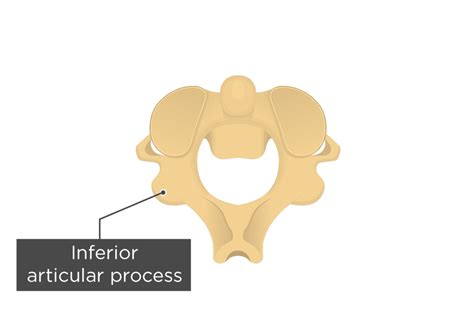 Superior And Inferior Articular Process