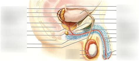 Lab Practical Part 6 Male Reproductive Part 2 Diagram Quizlet