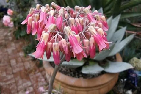 Kalanchoe Daigremontiana Mother Of Thousands Plant Care