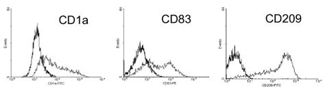 Cell Surface Phenotype Of Monocyte Derived Dendritic Cells Adherent Download Scientific