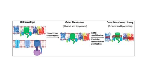 A Dual Detergent Strategy To Capture A Bacterial Outer Membrane