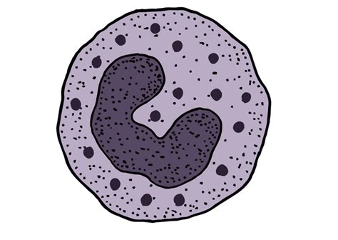 Basófilos O Que é Conceito Características E No Sangue