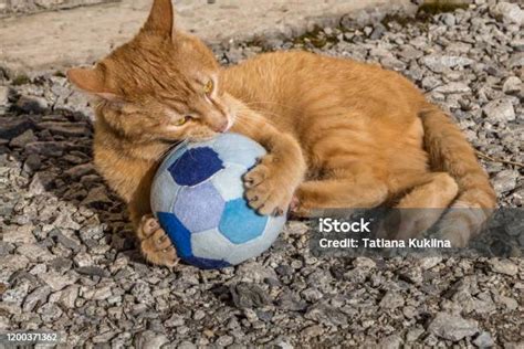 노란 눈과 분홍색 코와 아름다운 밝은 빨간 새끼 고양이는 회색 돌 배경에 부드러운 장난감 파란색 공을 재생 고양이 새끼에 대한 스톡 사진 및 기타 이미지 Istock