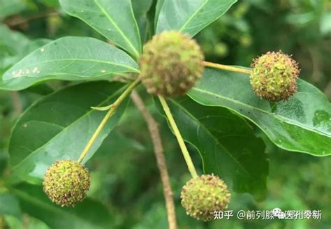 结扎后，还是男人吗 ？ 知乎