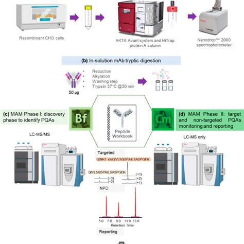 List Of The Pqas Identified Through Msms Analysis Of Day 12 Of The Download Scientific Diagram