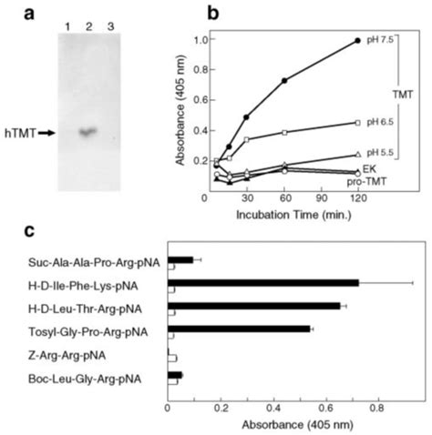 Evaluation Of The Substrate Specificity Of Recombinant Human Tmt A To