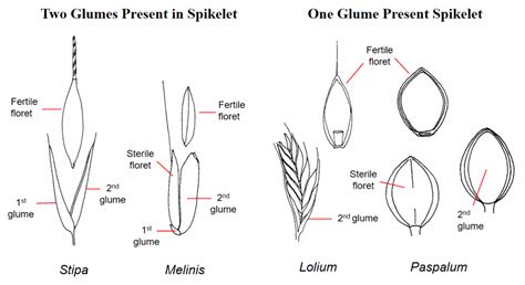 Grass Spikelet Structures Of Diagnostic Value Idseed