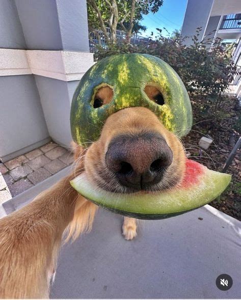 5 Animals With The Funniest Behaviors Cuadros Del Perro Fotos