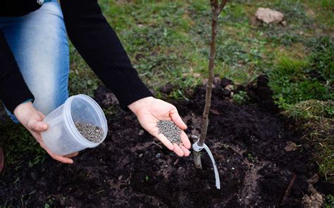 Feeding Your Trees Effective Tree Fertilization Techniques