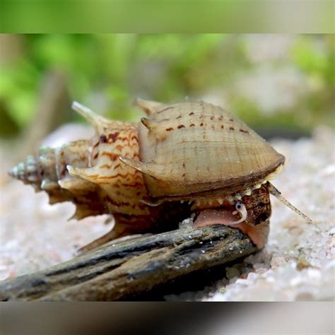 Prambanan Snail Thiara Winteri