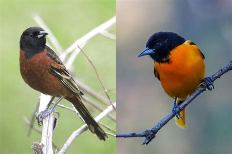 Orchard Oriole Vs Baltimore Oriole How To Tell The Difference