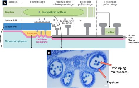 Pollen Wall Assembly Semantic Scholar