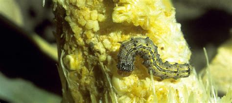Corn Earworm
