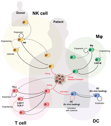 Breakthroughs In Cancer Immunotherapy An Overview Of T Cell Nk Cell Mφ And Dc Based Treatments