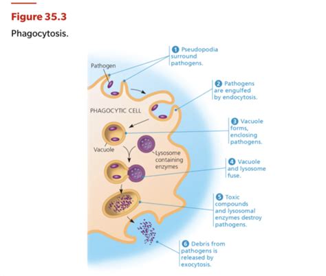 Biology Exam 2 Flashcards Quizlet