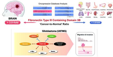 Biomedicines Free Full Text Fibronectin Type Iii Domain Containing 3b As A Potential