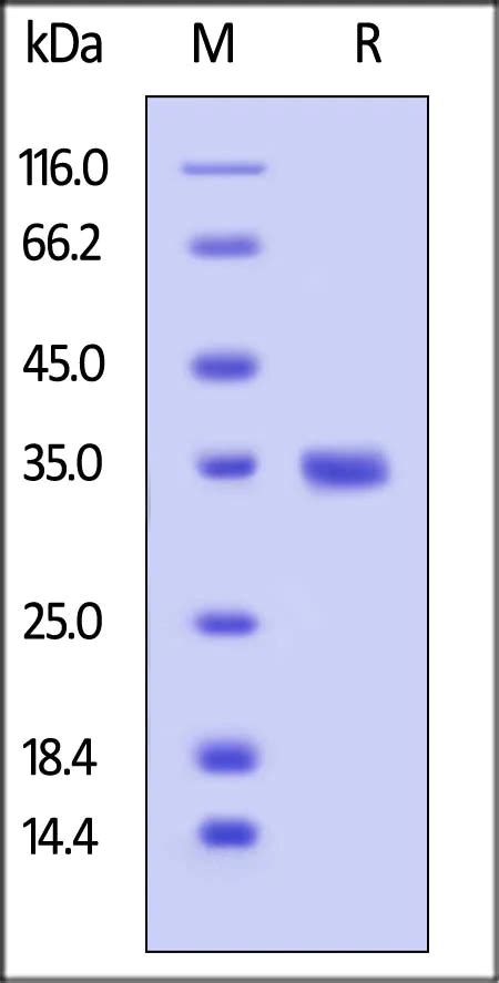Recombinant Human Igg2 Protein Ab182668 Abcam