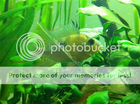 Can You Sex These Bolivian Rams The Planted Tank Forum