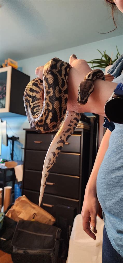 Ball Python Often Imitated Never Duplicated