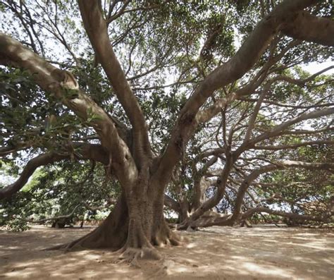 Best Trees For Fence Line In Australia Yard Work